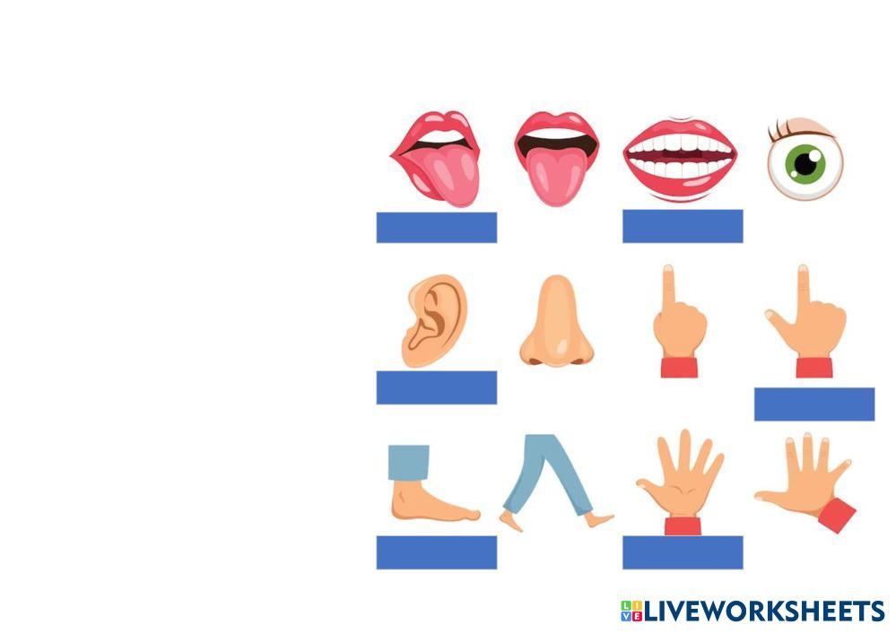 Body Parts | Live Worksheets
