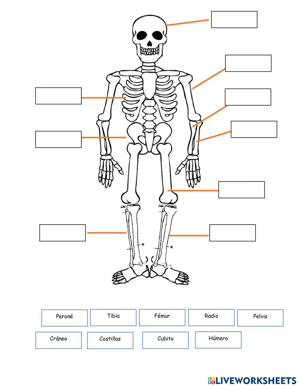 El esqueleto hu… | Free Interactive Worksheets | 7624486