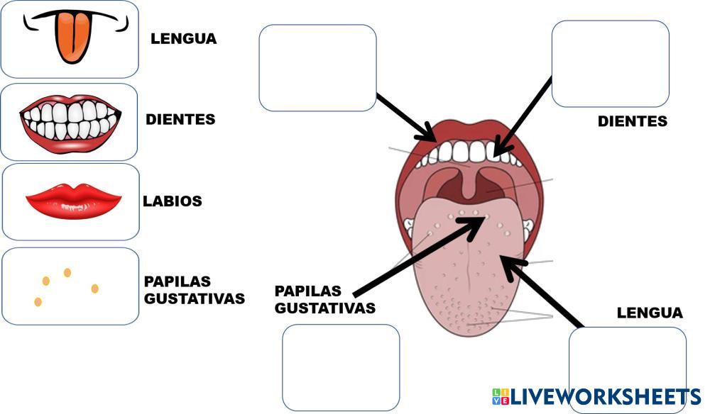 partes del sentido del gusto | Live Worksheets