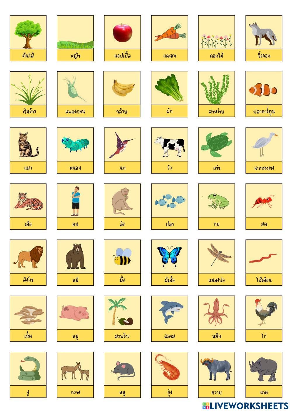 Food web | Live Worksheets