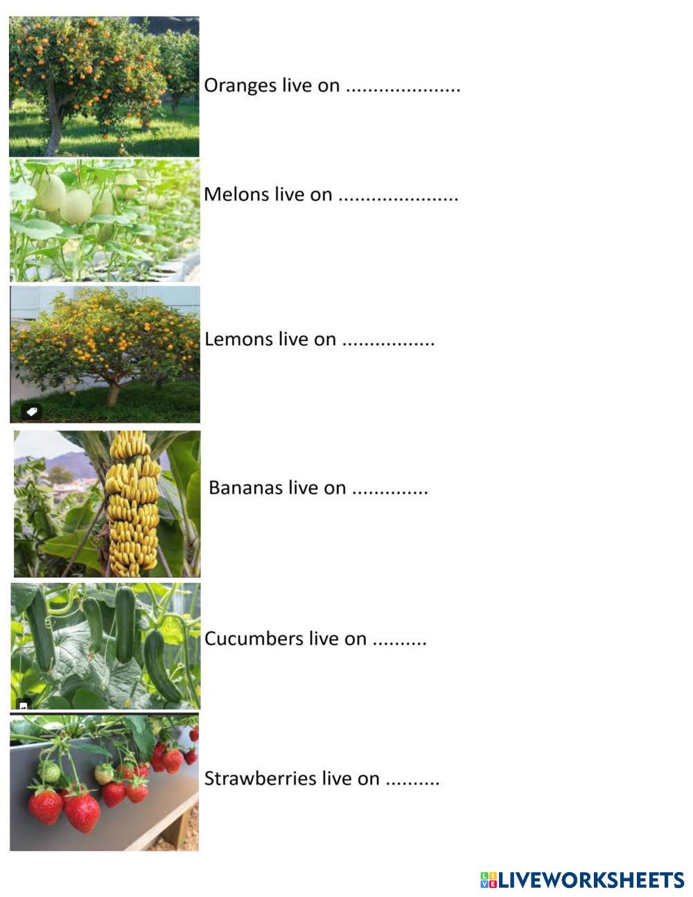 vines or trees | Free Interactive Worksheets | 7700027