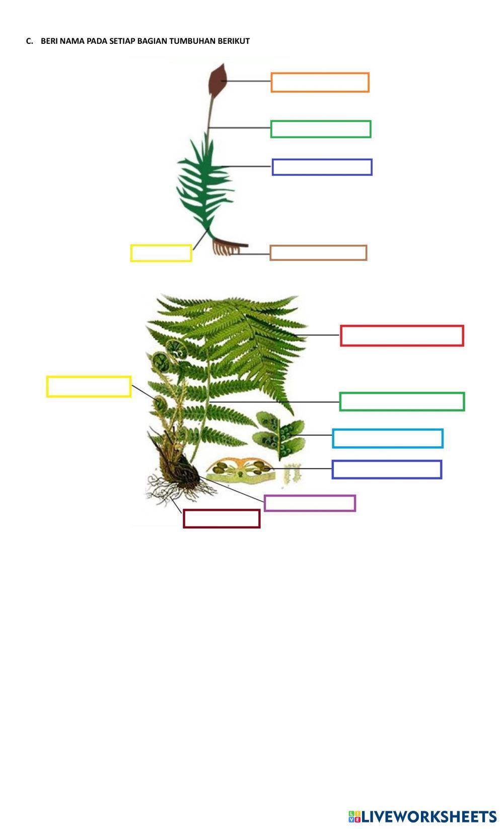 7704836 | Lumut, Paku, dan Angiospermae | ema rachmawati