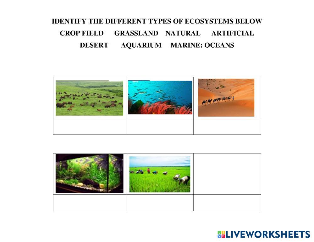 Grade 7 Science… | Free Interactive Worksheets | 7706842