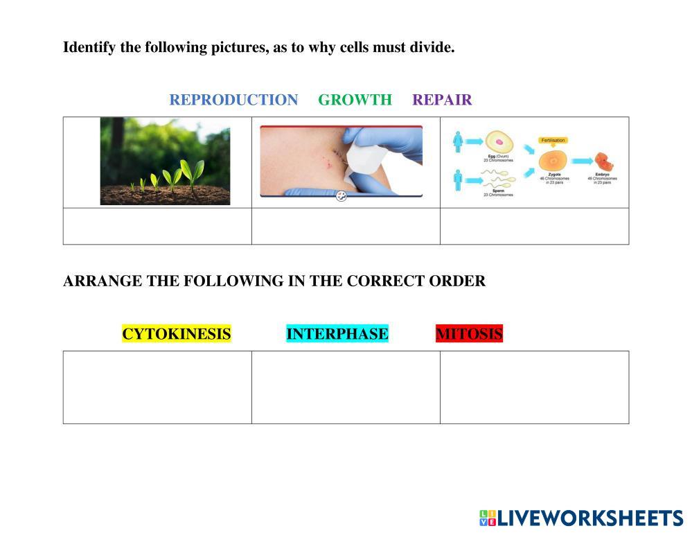 Grade 9 Science… | Free Interactive Worksheets | 7707173