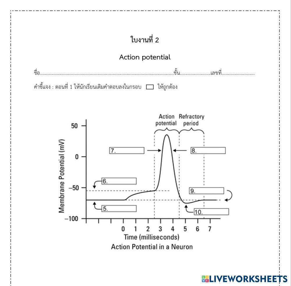action potential 3053 | พิราวรรณ ทองคง | Live