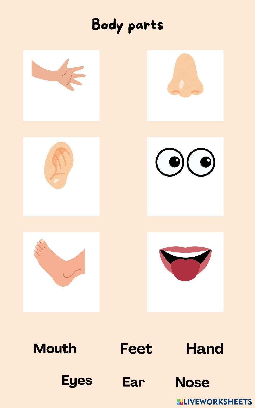 Body parts | Live Worksheets