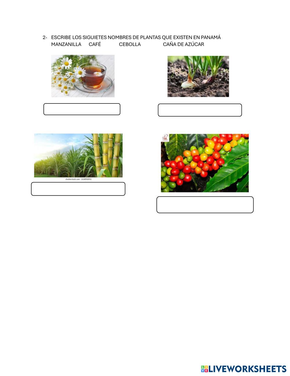 Melani | Live Worksheets