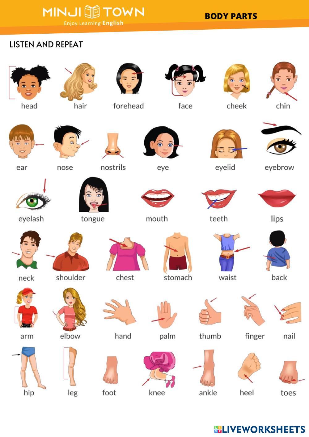 BODY PARTS | Live Worksheets