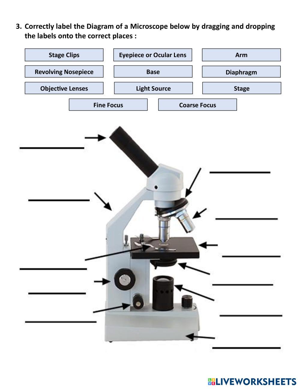 microscope worksheet gcse