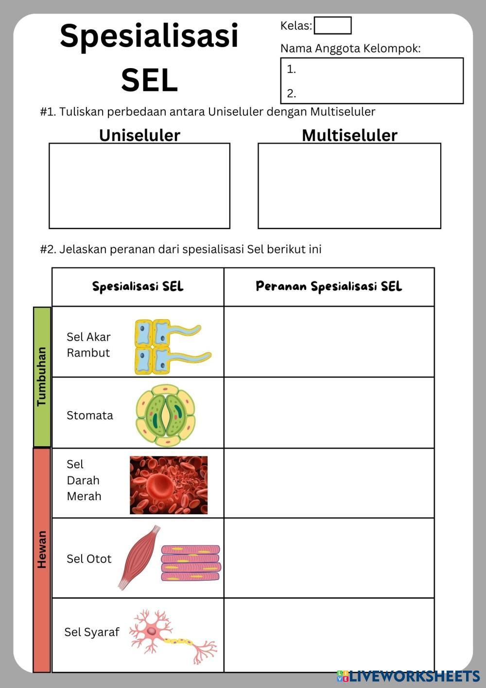 Spesialisasi Sel | Free Interactive Worksheets | 7809977