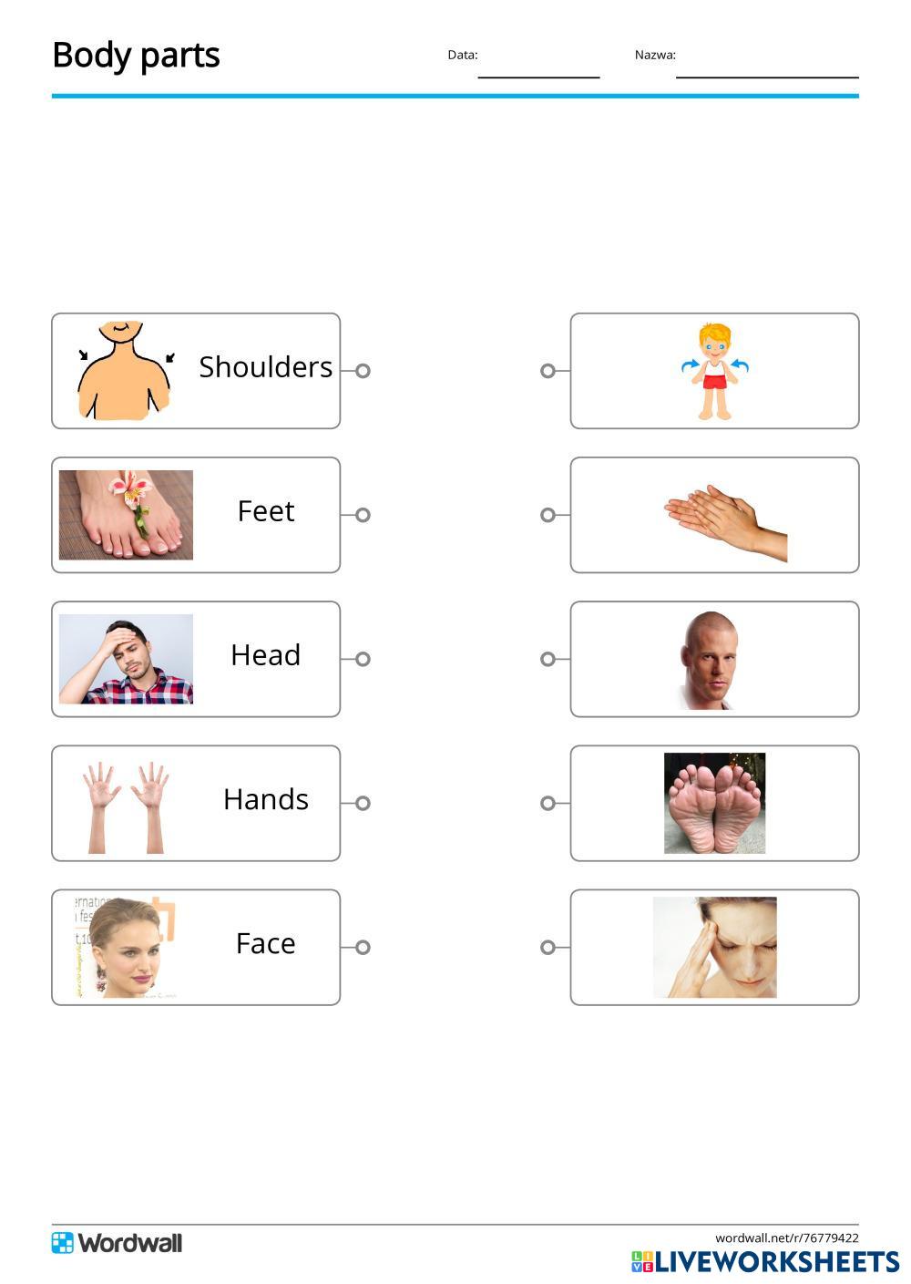 body parts that have 8 letters