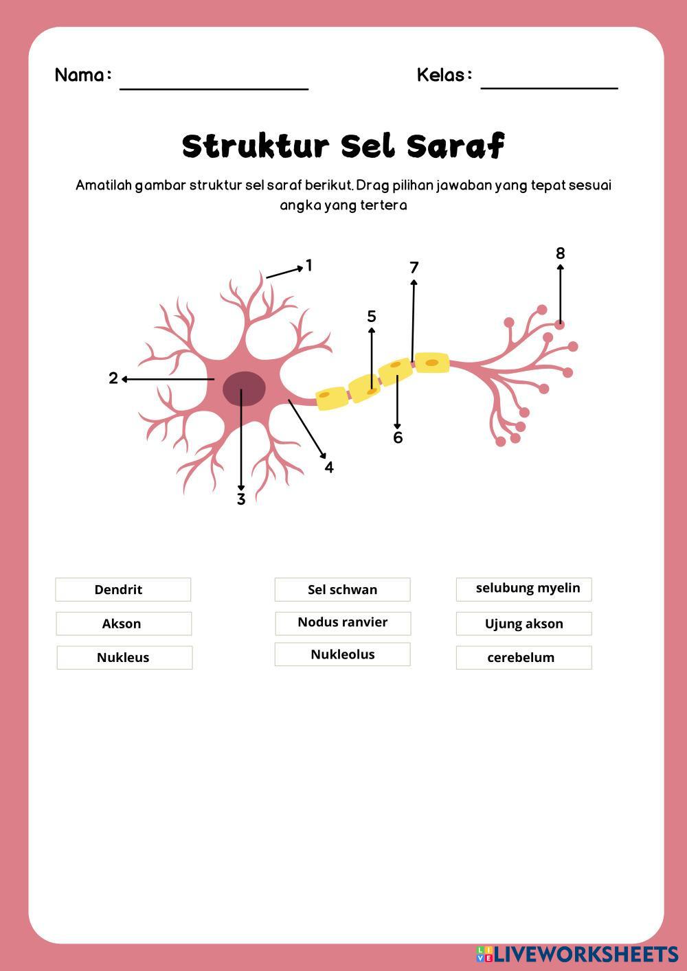 LKPD sistem sar… | Free Interactive Worksheets | 7815708