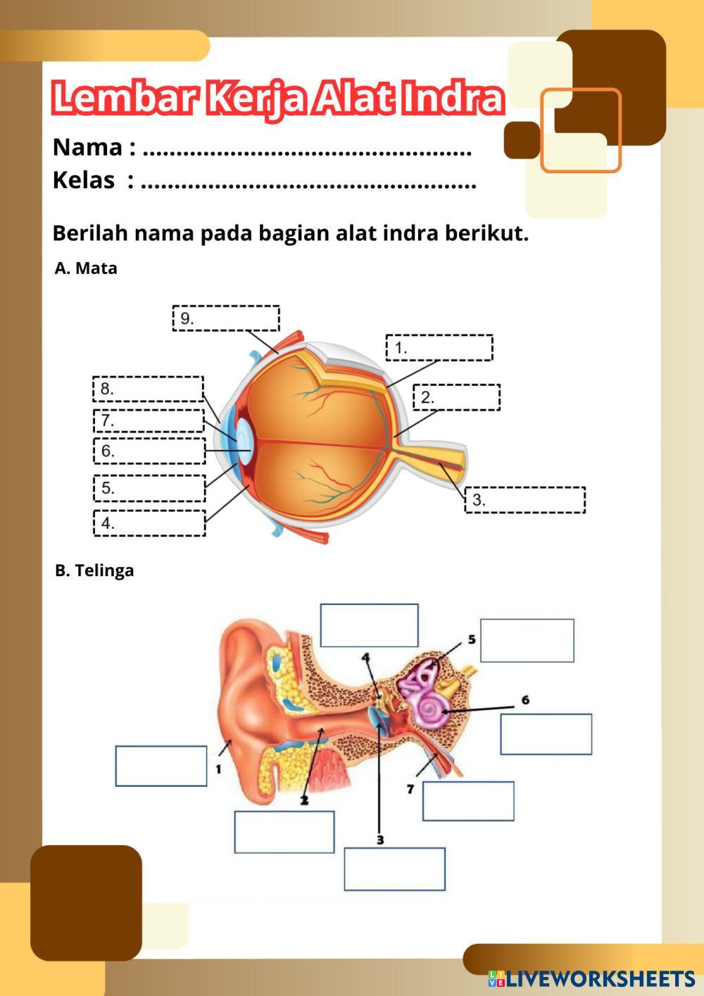 LK Alat Indra | Puji Astutik | Live Worksheets