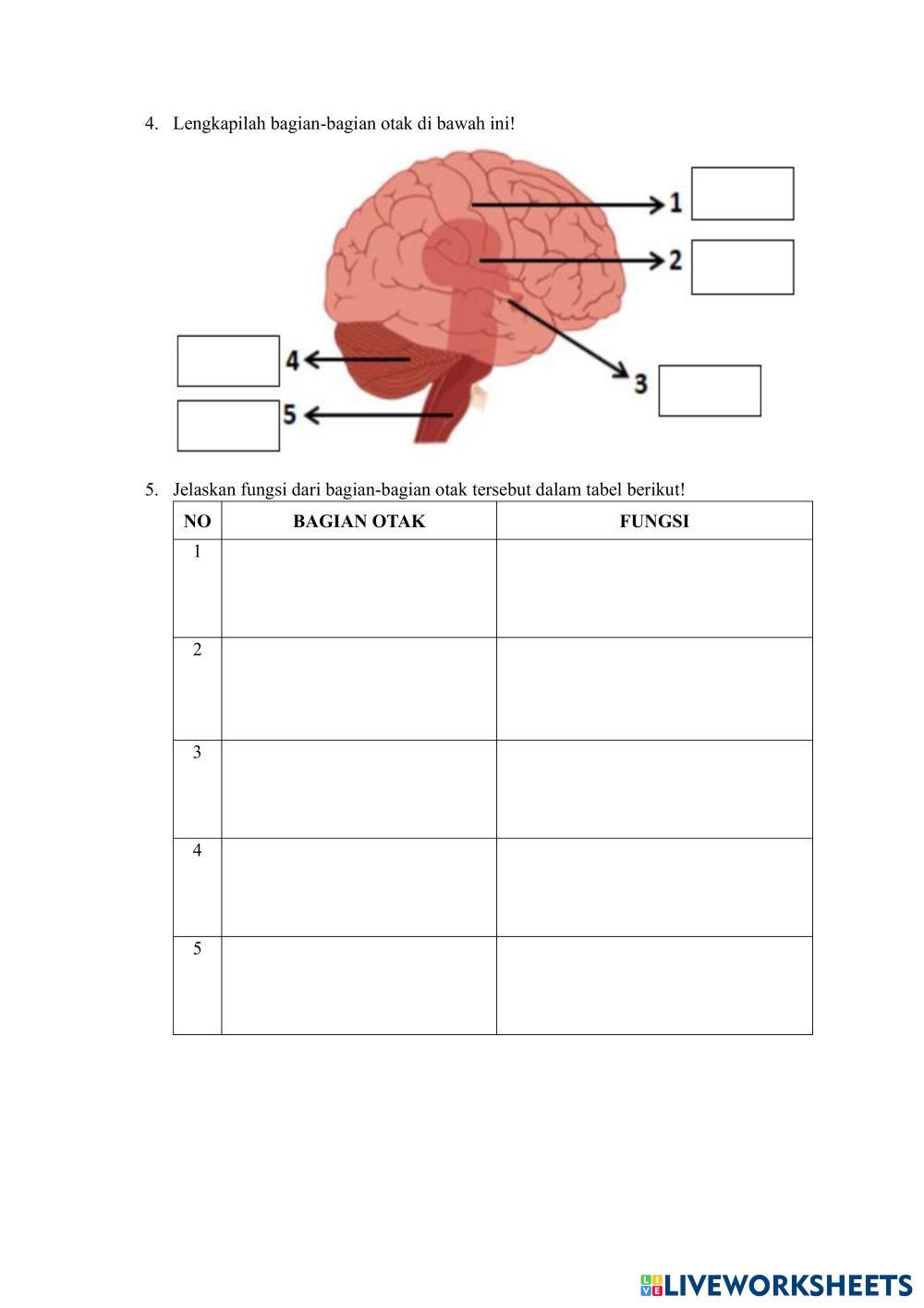 LKPD Sistem Sar… | Free Interactive Worksheets | 7835363