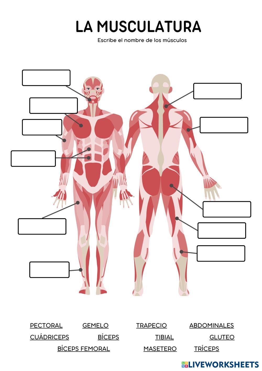 Los músculos | Free Interactive Worksheets | 7861938