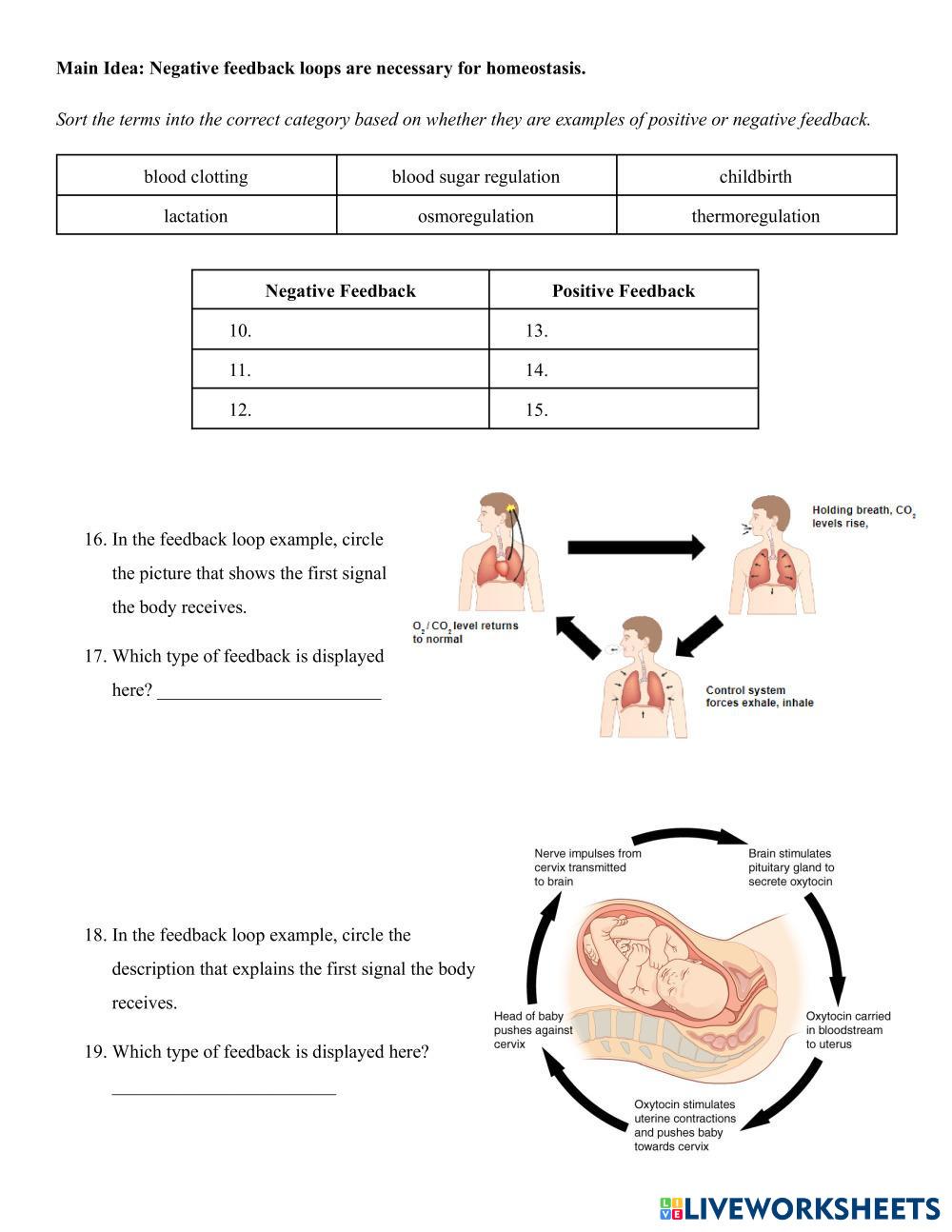 3.1 Homeostasis study guide 7868836 | Sara McMahon