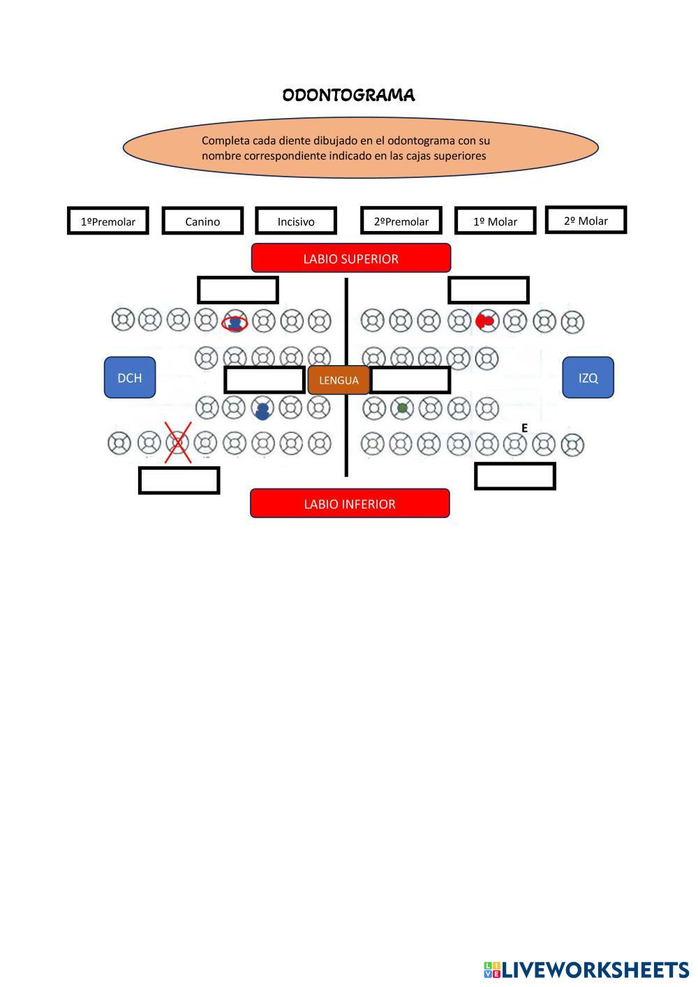 8007780 | Figura 2 | Tam | LiveWorksheets