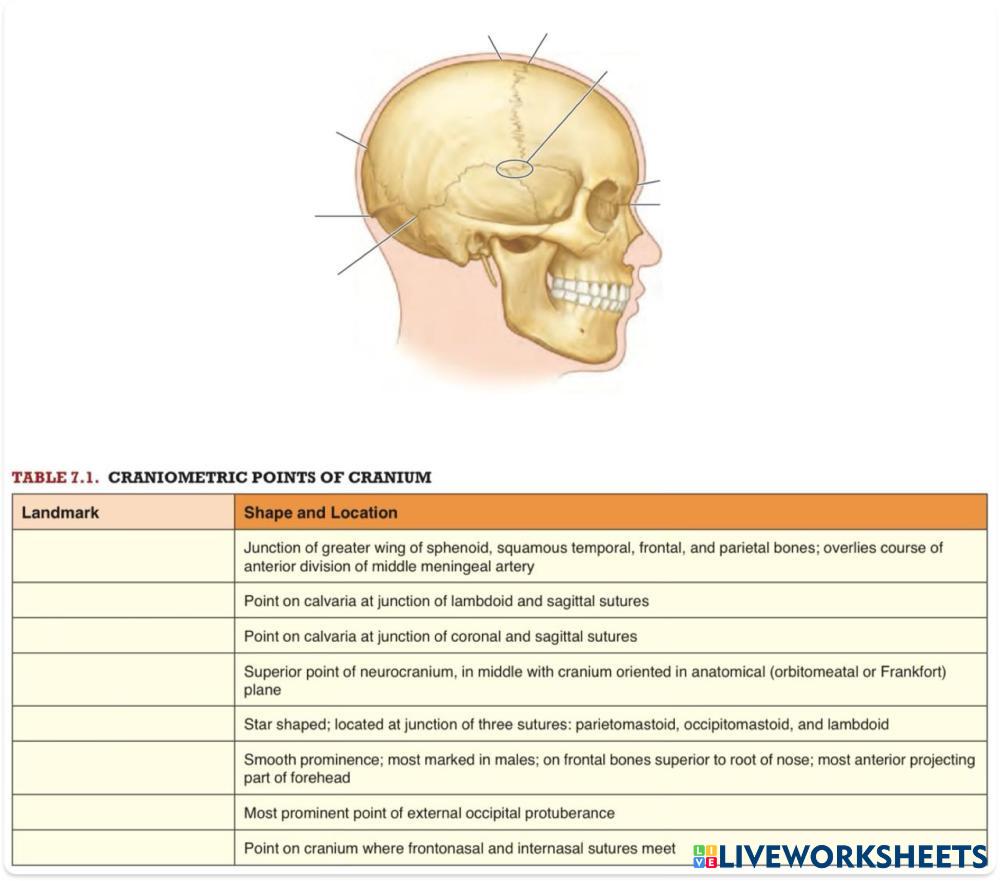 Craniometric Po… | Science Worksheets | 8286212