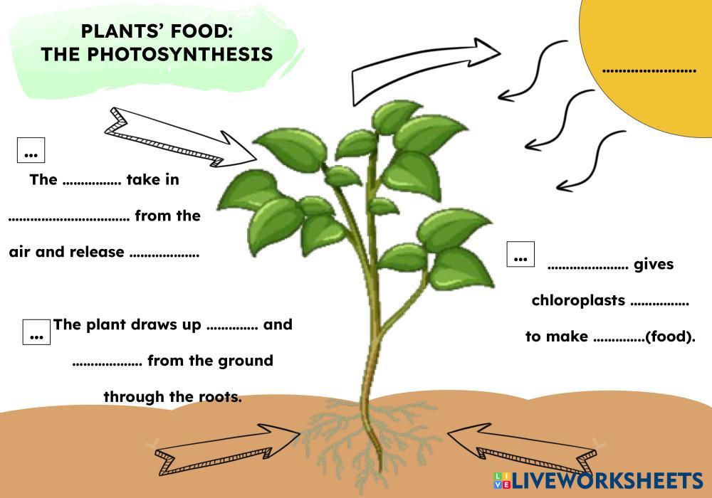 Photosynthesis | Free Interactive Worksheets | 8046686