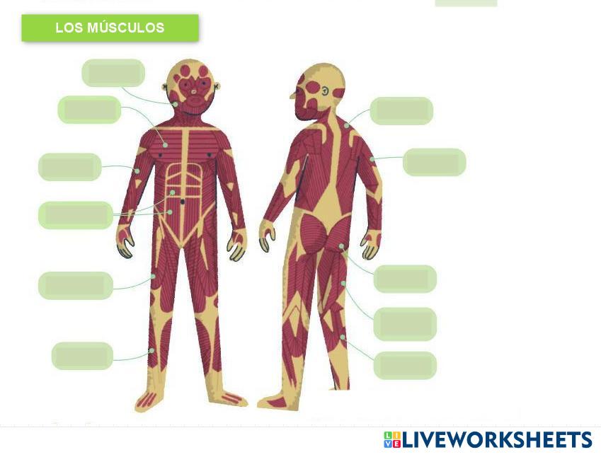 LOS MÚSCULOS 4º… | Free Interactive Worksheets | 8068805
