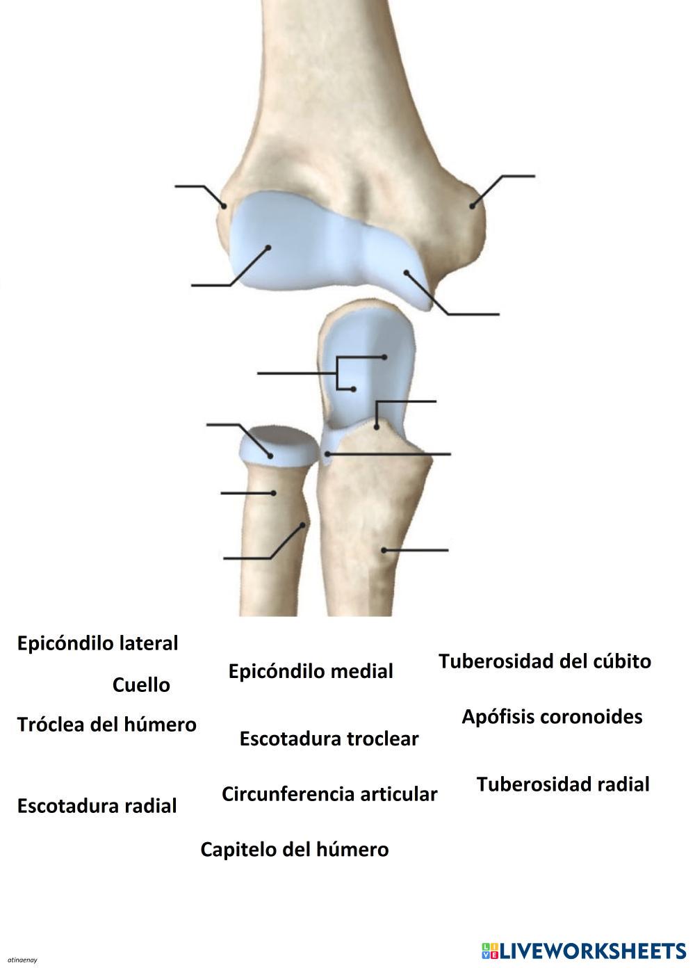 Partes del codo | Free Interactive Worksheets | 8106841