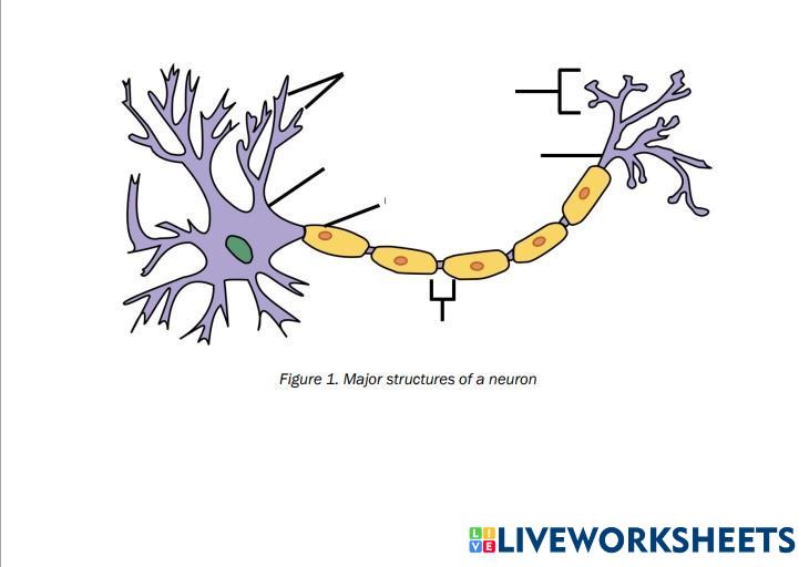 8125929 | major structures of neuron | Danielle