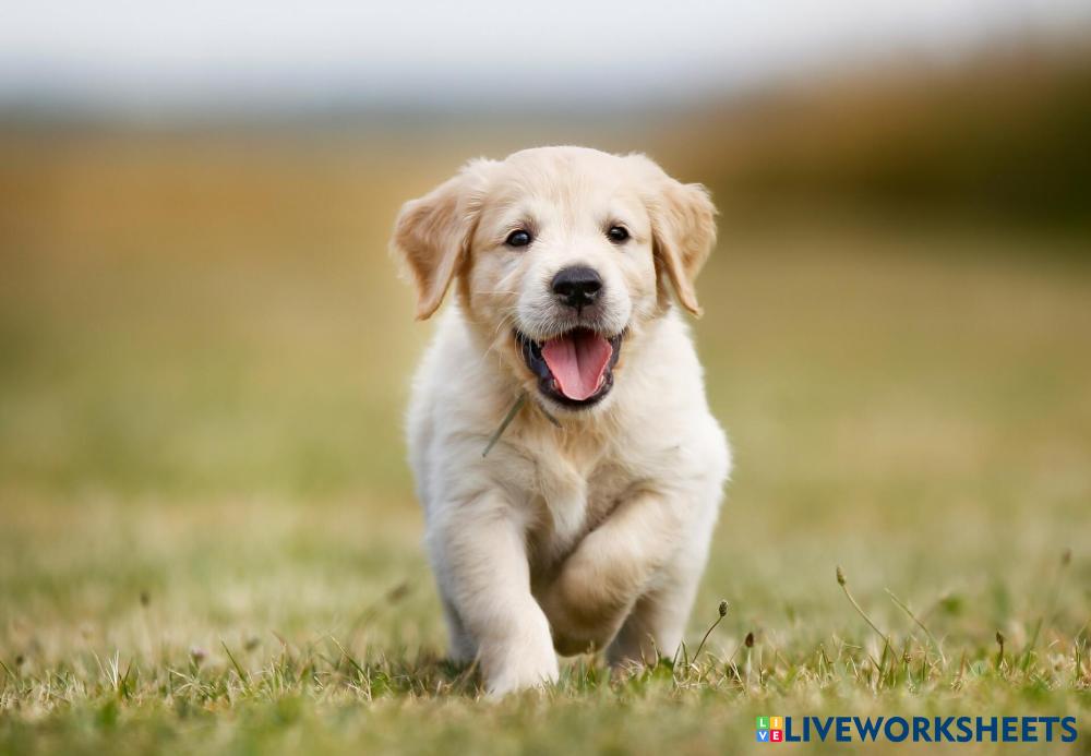 animals | Science Worksheets | 8143535