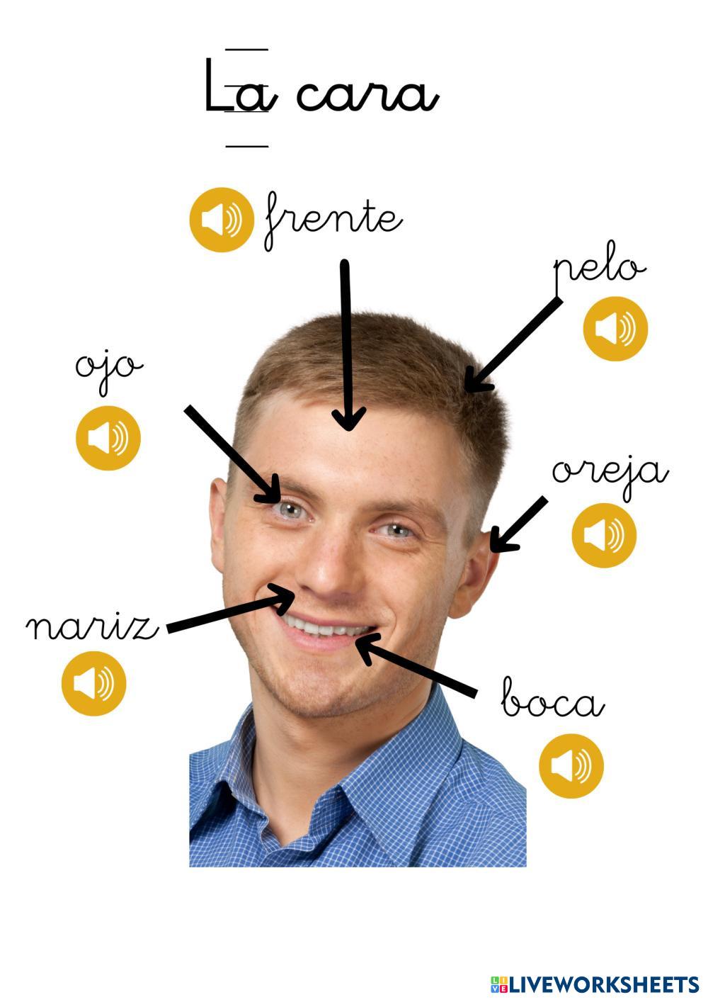 La cara | Science Worksheets | 8144760