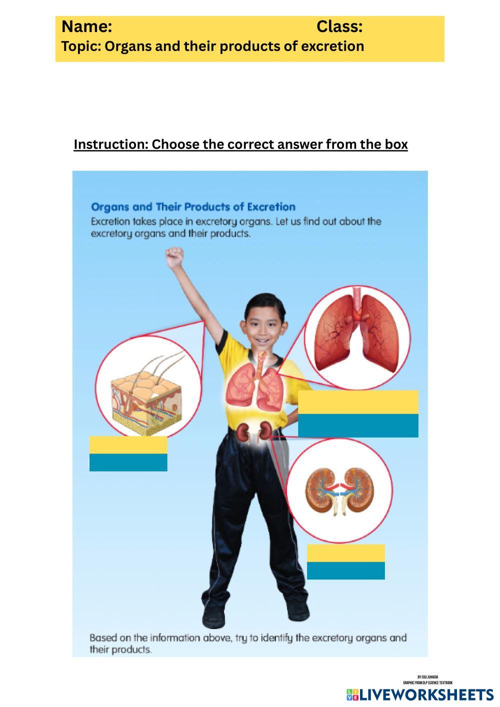 Excretion and d… | Science Worksheets | 8078953