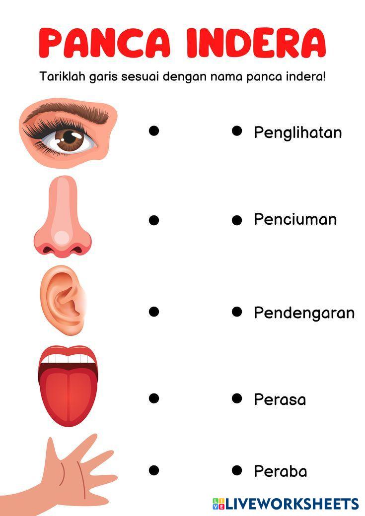 panca indra | Language Arts Worksheets | 8175970