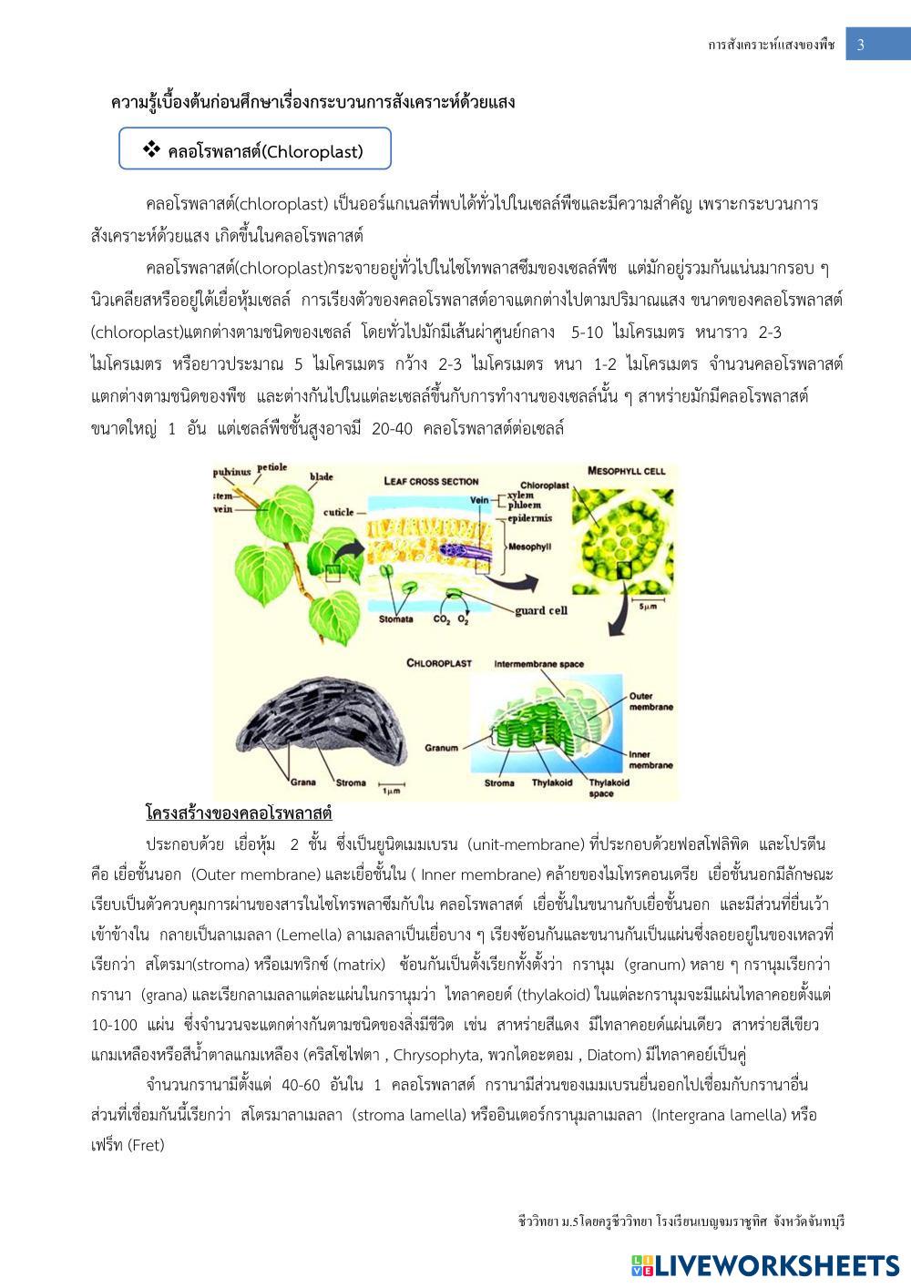4.1 Photosynthe… | Science Worksheets | 8192550