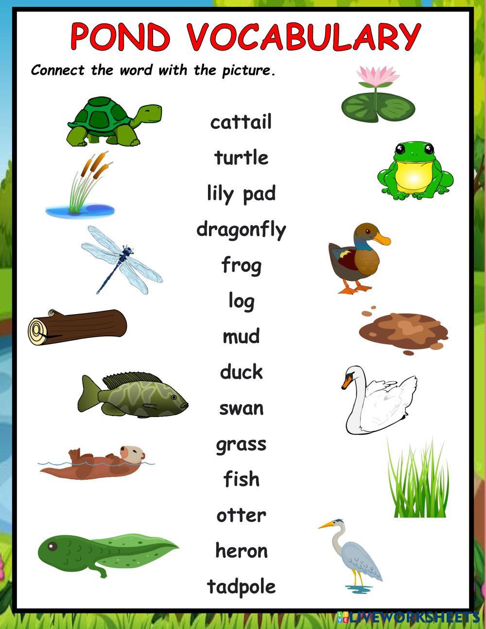 Pond Vocabulary… | ESL Worksheets | 8213040
