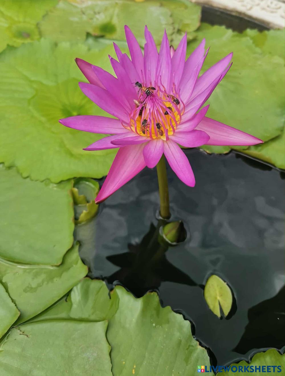 GMRC Lesson 2 | English Language Worksheets | 8225361