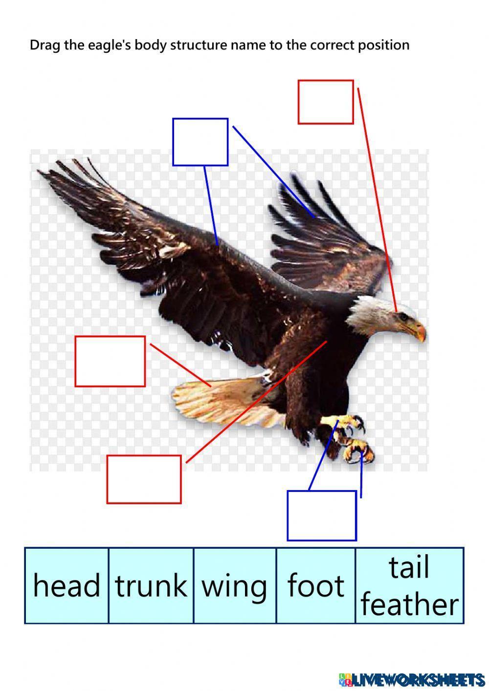 Animals Structu… | Science Worksheets | 8230199