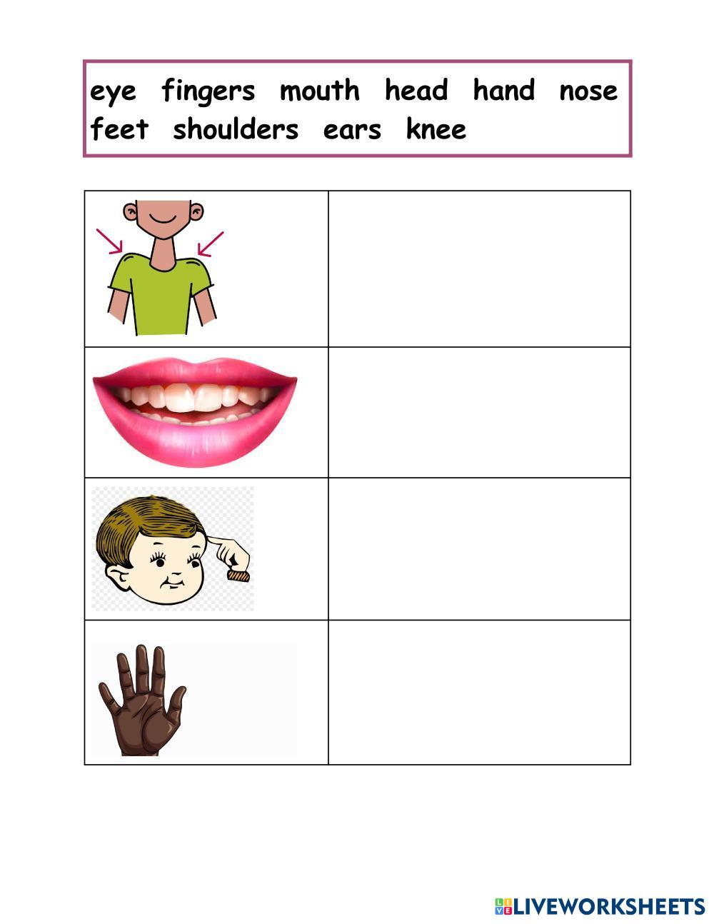 Parts of the Bo… | ESL Worksheets | 8331151