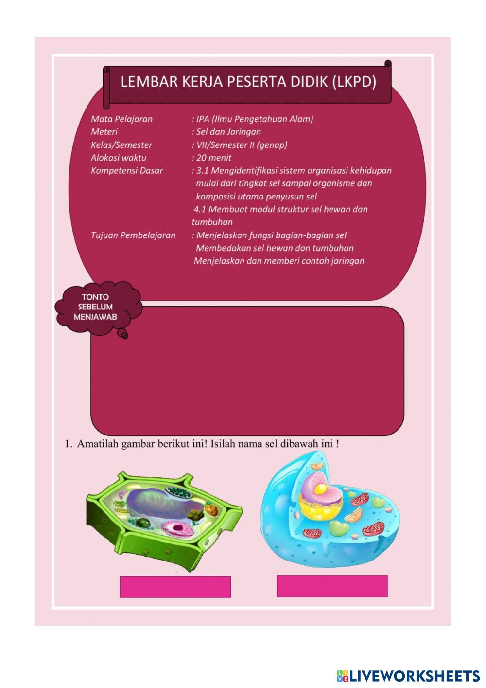 Sel hewan dan S… | Social Studies Worksheets | 8331374