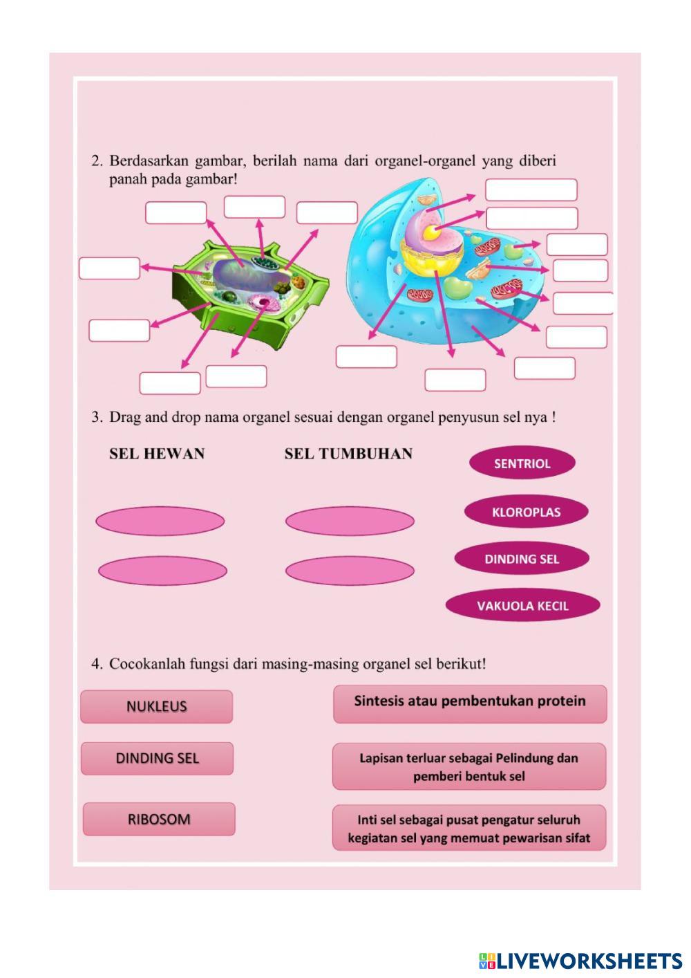 Sel hewan dan S… | Social Studies Worksheets | 8331374