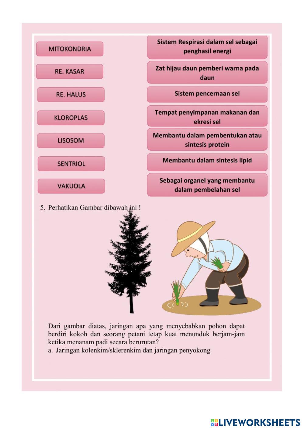 Sel hewan dan S… | Social Studies Worksheets | 8331374