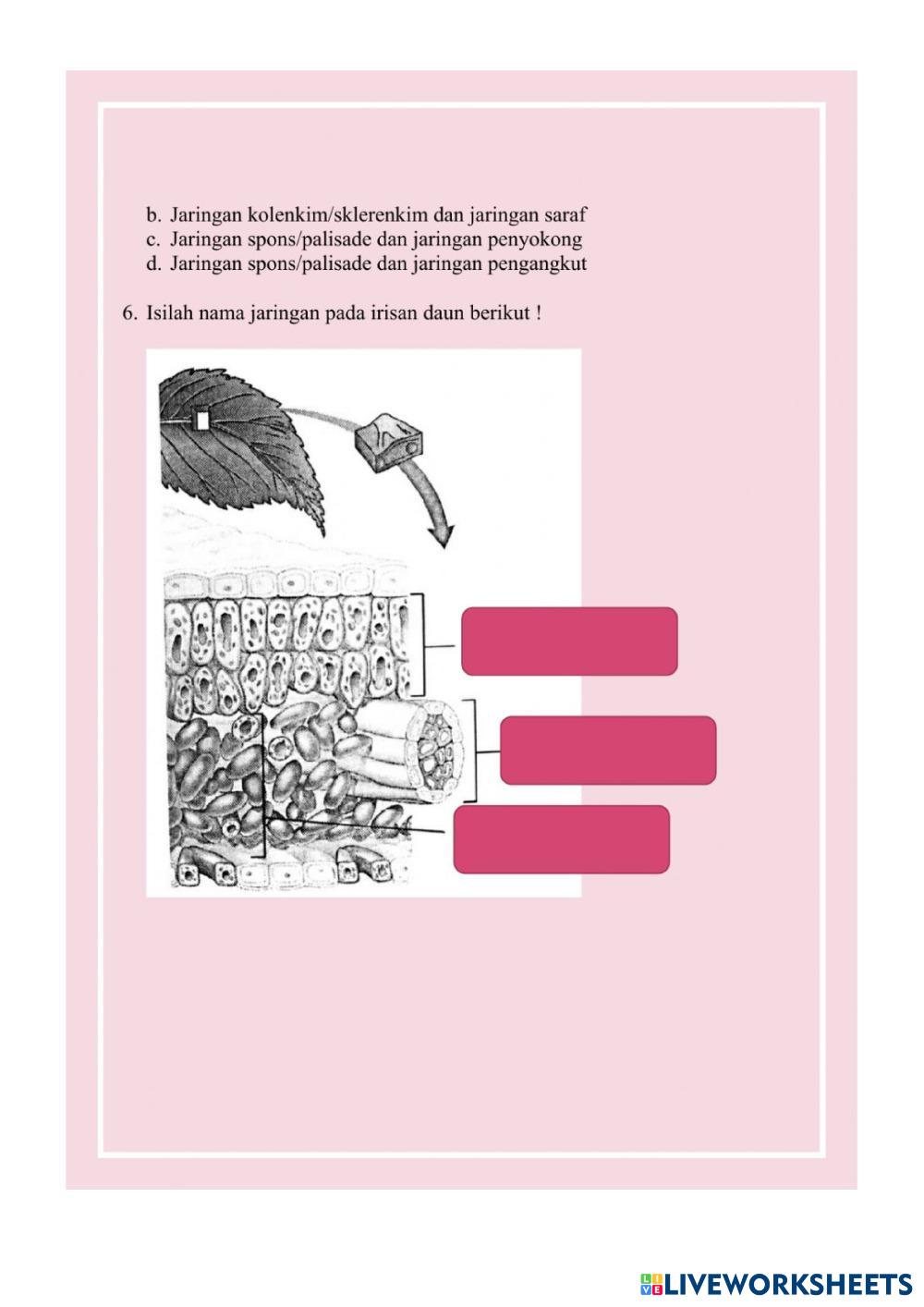 Sel hewan dan S… | Social Studies Worksheets | 8331374